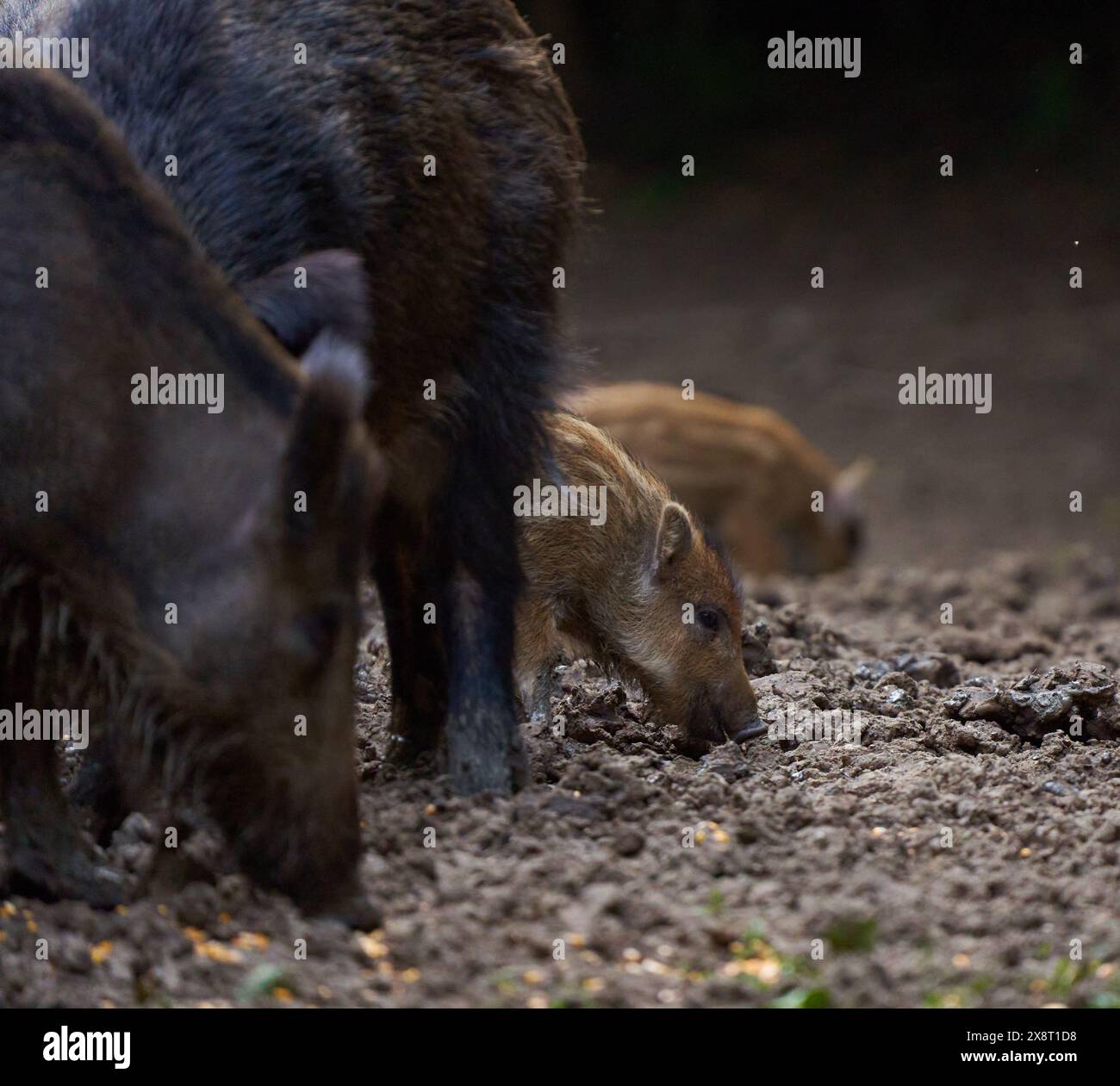 A herd of wild hogs (feral pigs) rooting in the forest for food Stock ...