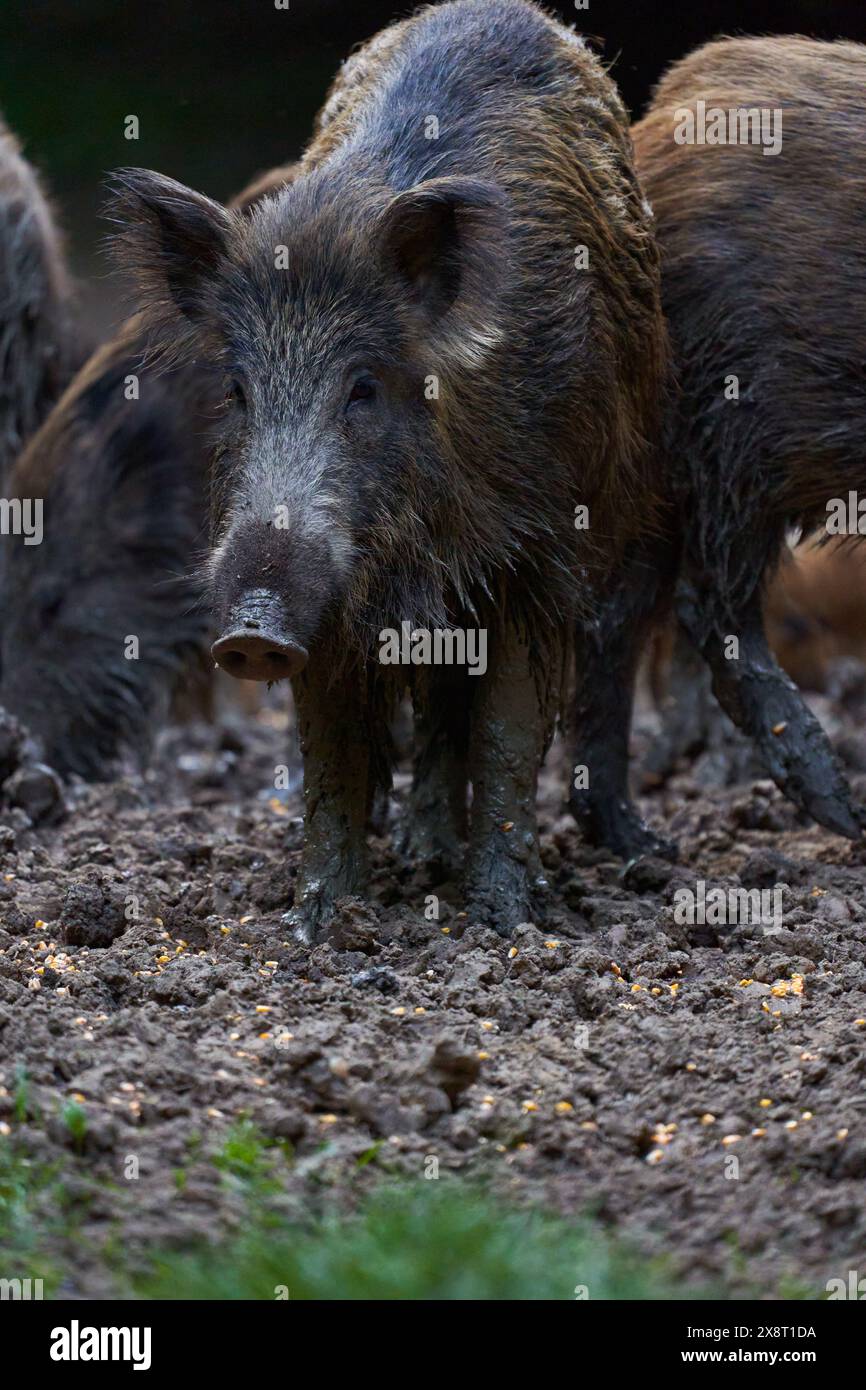 A herd of wild hogs (feral pigs) rooting in the forest for food Stock ...
