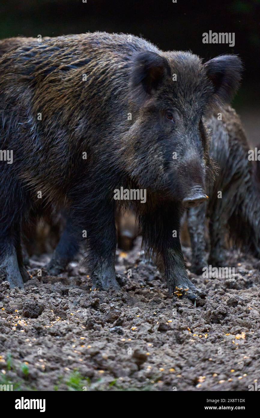 A herd of wild hogs (feral pigs) rooting in the forest for food Stock ...
