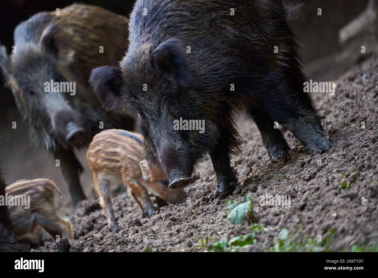 A herd of wild hogs (feral pigs) rooting in the forest for food Stock ...