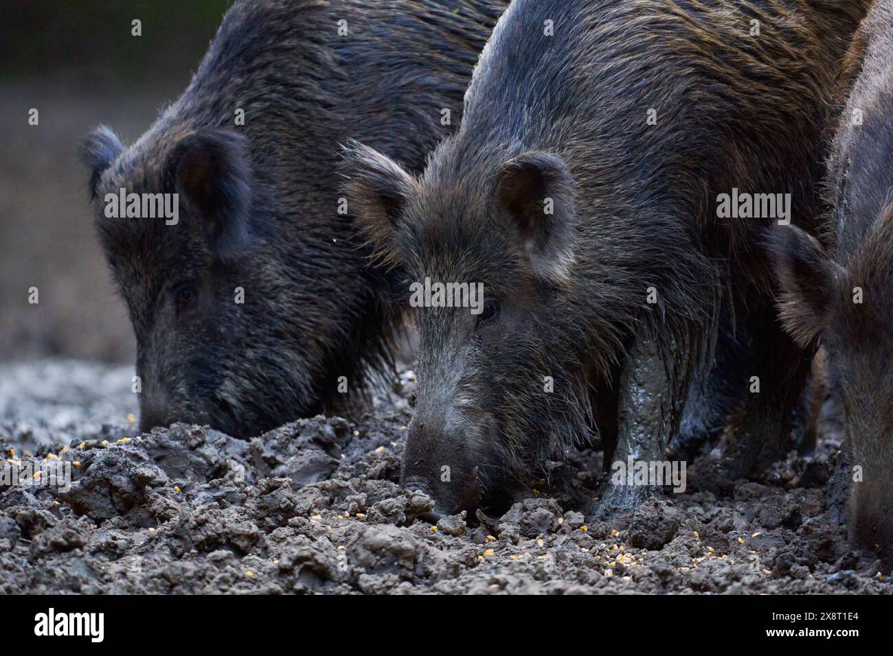 A herd of wild hogs (feral pigs) rooting in the forest for food Stock ...