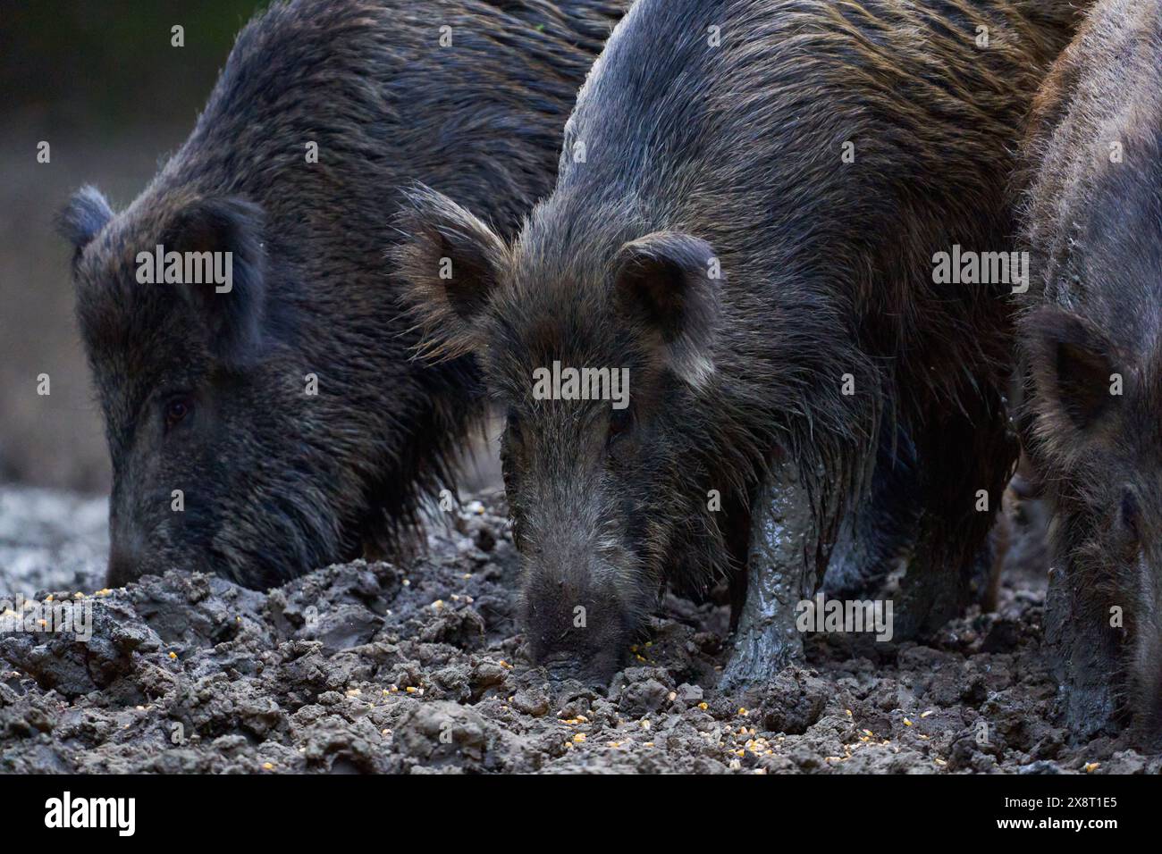A herd of wild hogs (feral pigs) rooting in the forest for food Stock ...