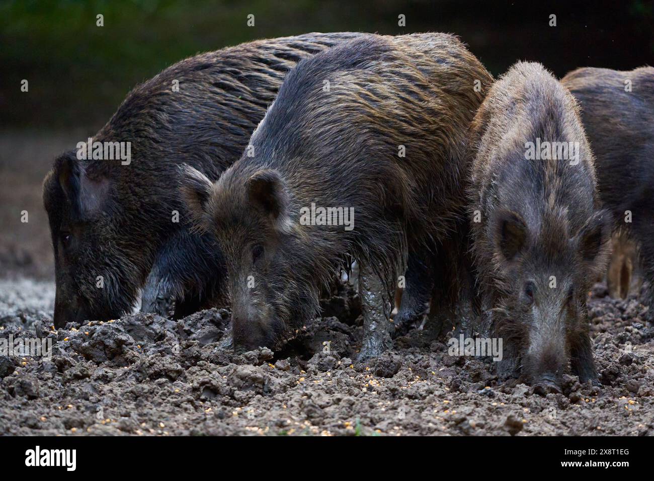 A herd of wild hogs (feral pigs) rooting in the forest for food Stock ...