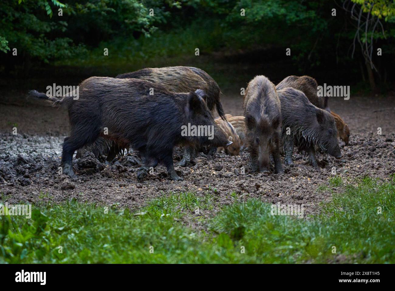 A herd of wild hogs (feral pigs) rooting in the forest for food Stock ...