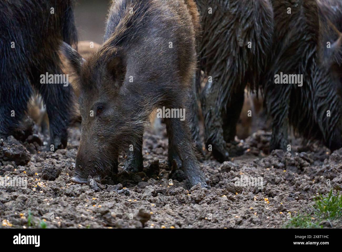 A herd of wild hogs (feral pigs) rooting in the forest for food Stock ...