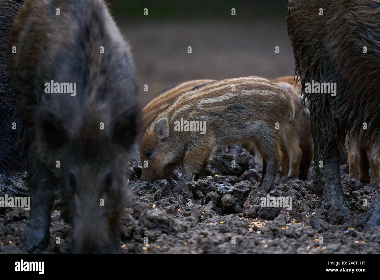 A herd of wild hogs (feral pigs) rooting in the forest for food Stock ...