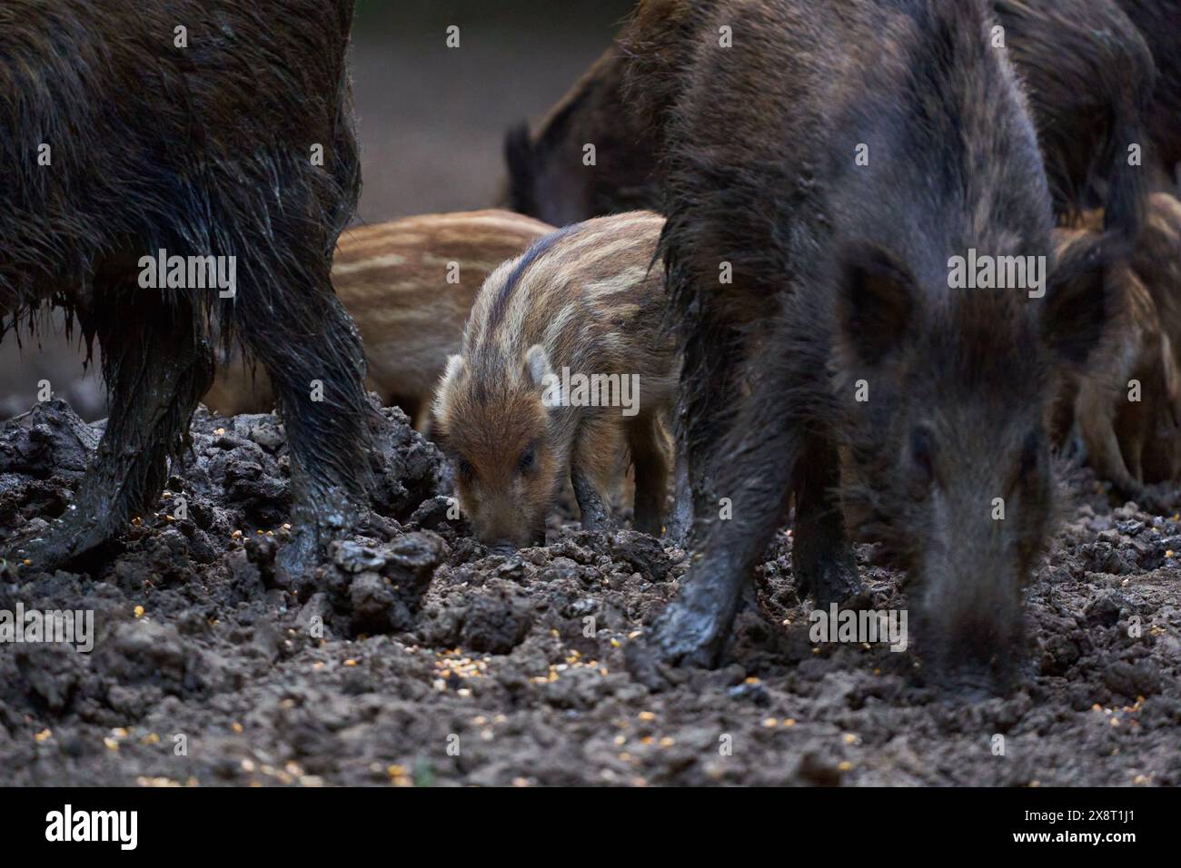 A herd of wild hogs (feral pigs) rooting in the forest for food Stock ...