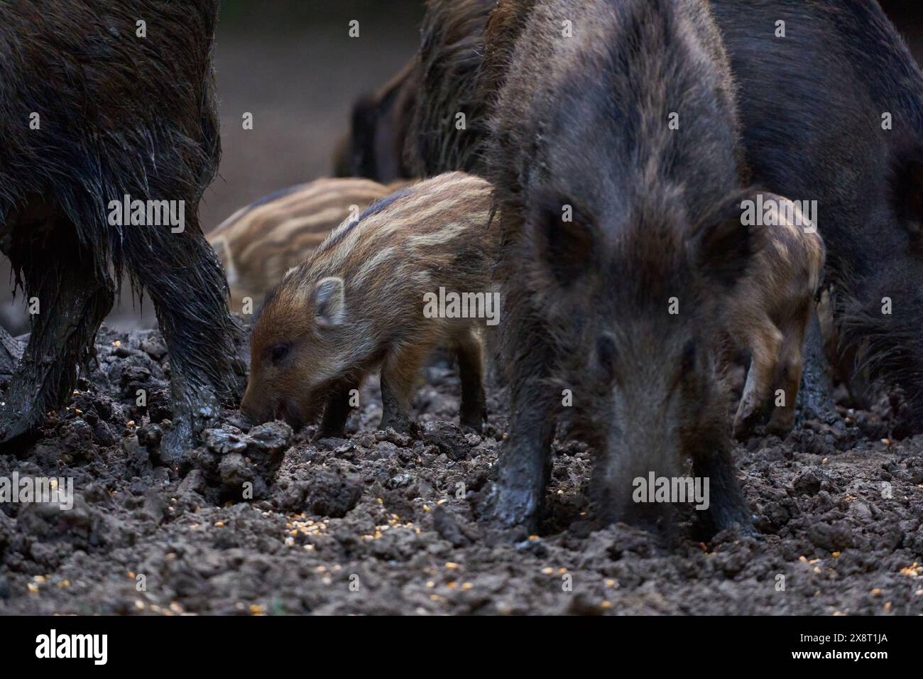 A herd of wild hogs (feral pigs) rooting in the forest for food Stock ...