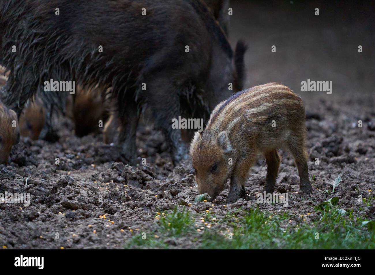 A herd of wild hogs (feral pigs) rooting in the forest for food Stock ...