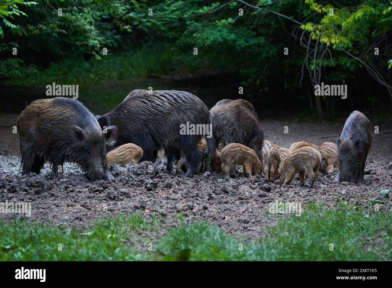 A herd of wild hogs (feral pigs) rooting in the forest for food Stock ...