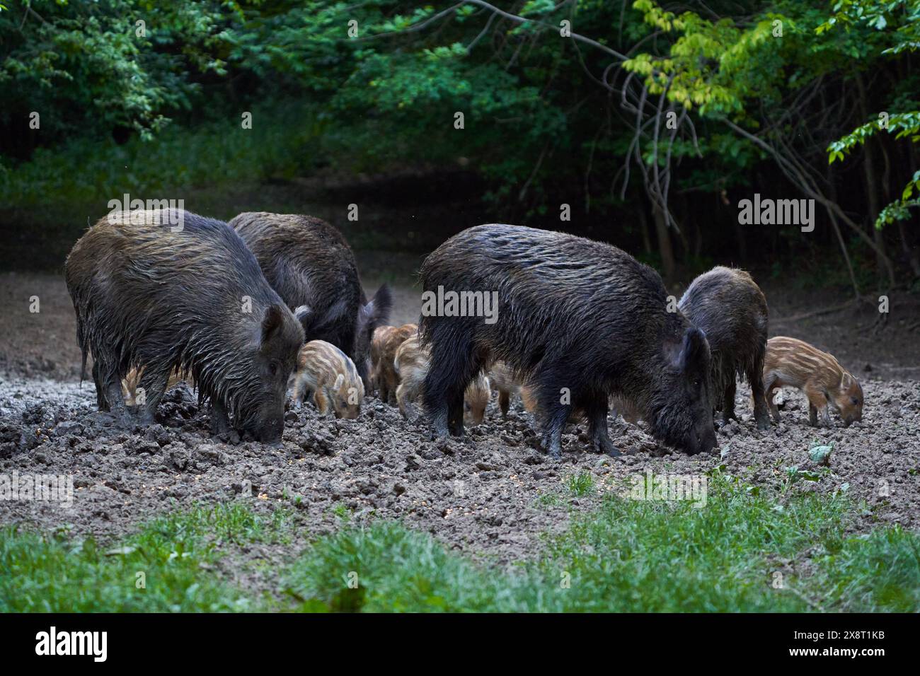 A herd of wild hogs (feral pigs) rooting in the forest for food Stock ...