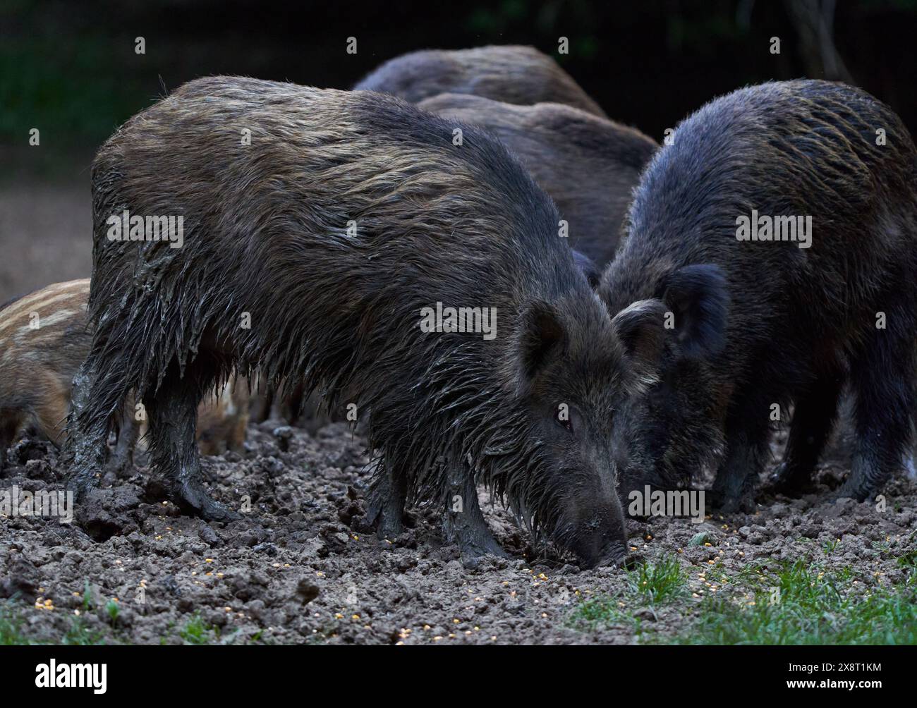 A herd of wild hogs (feral pigs) rooting in the forest for food Stock ...