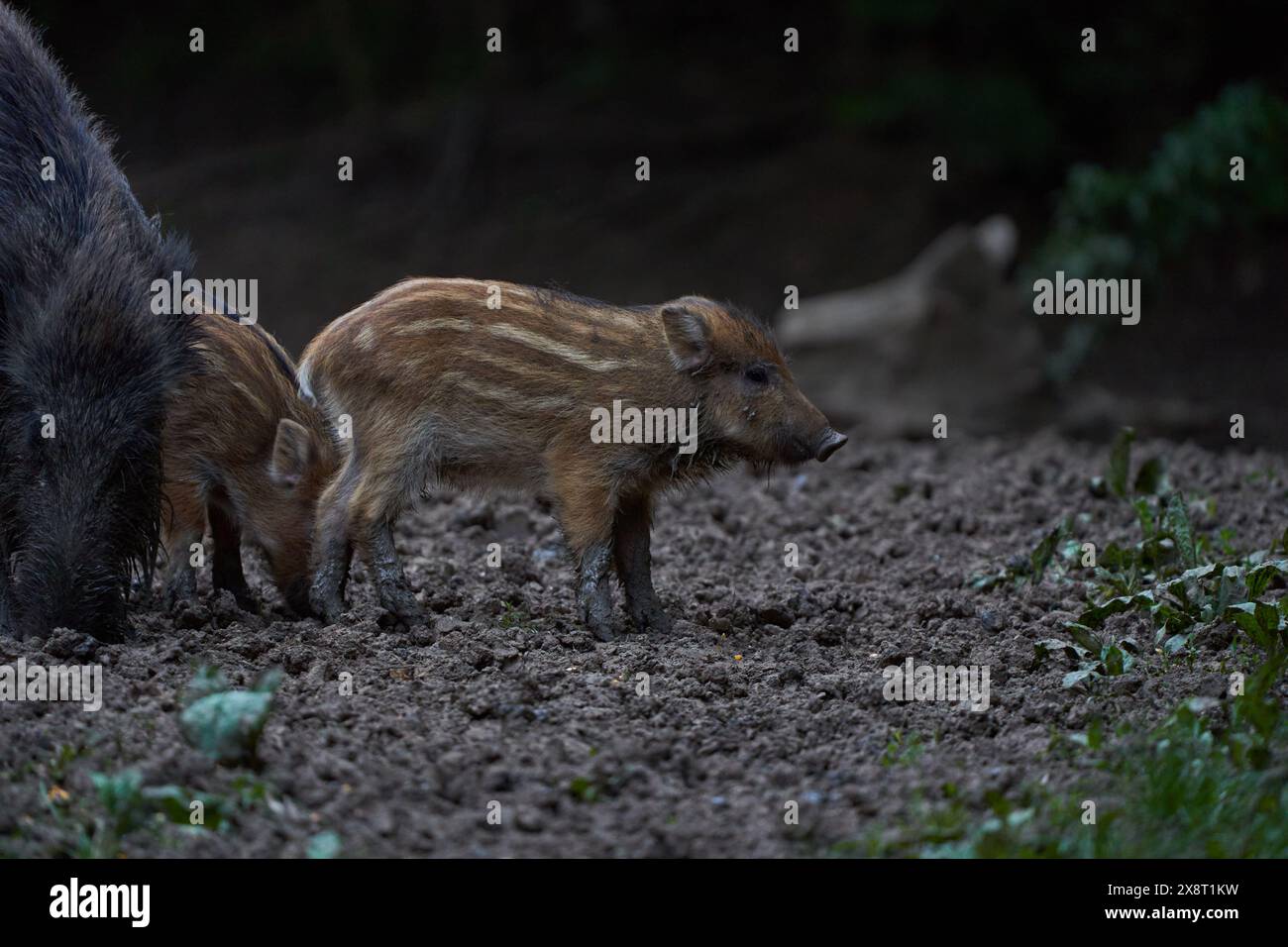 A herd of wild hogs (feral pigs) rooting in the forest for food Stock ...