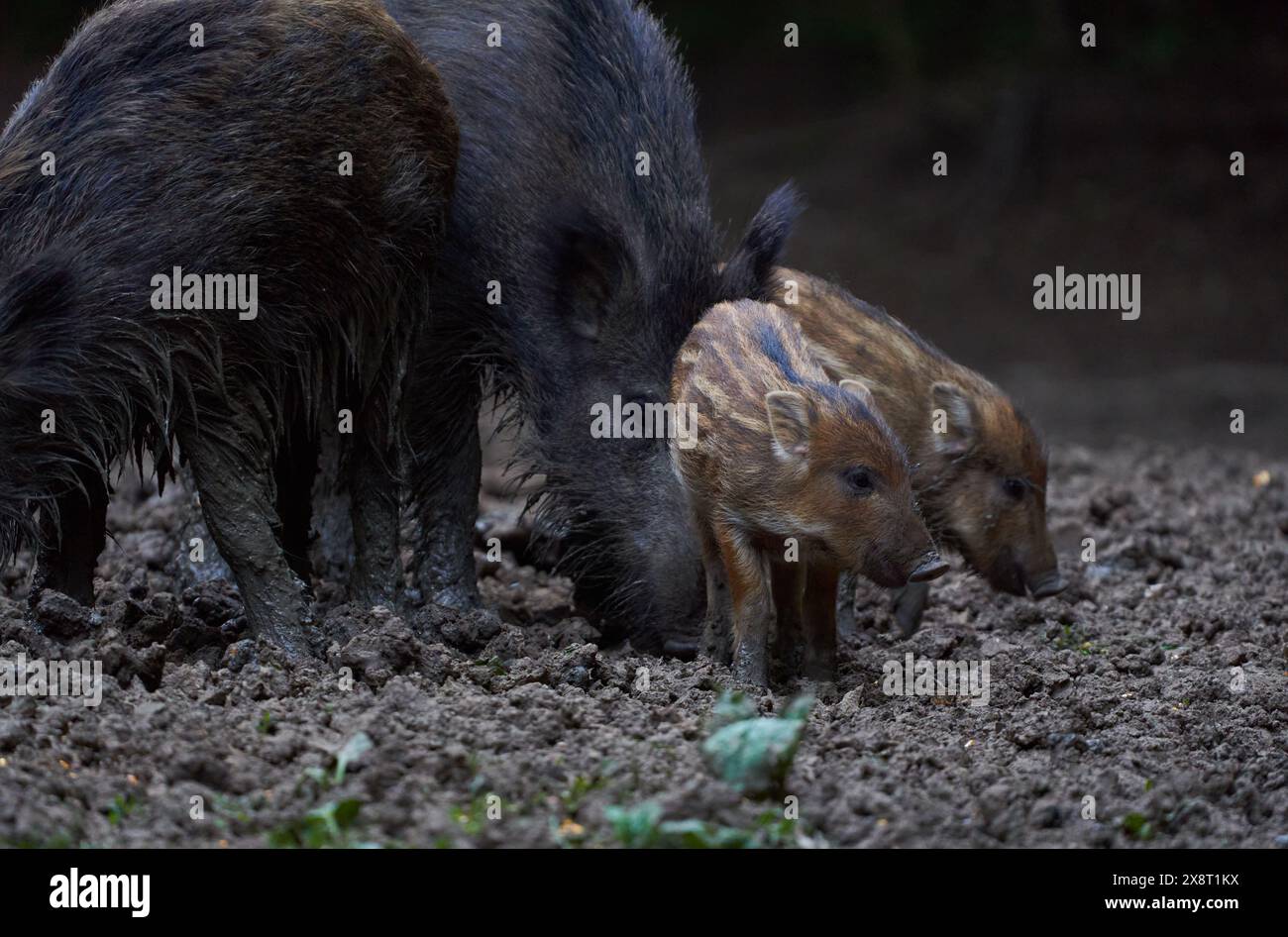 A herd of wild hogs (feral pigs) rooting in the forest for food Stock ...