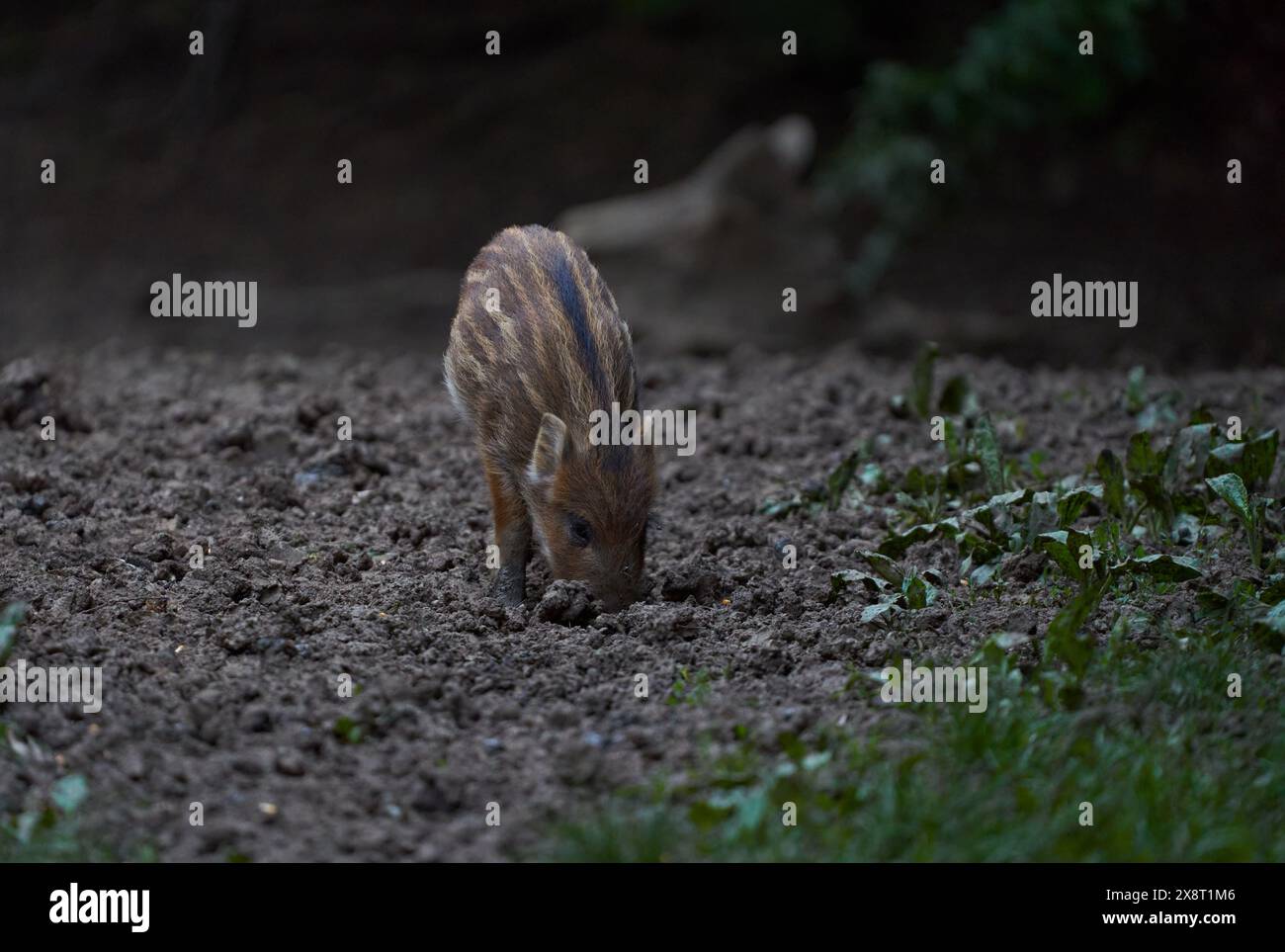 A herd of wild hogs (feral pigs) rooting in the forest for food Stock ...
