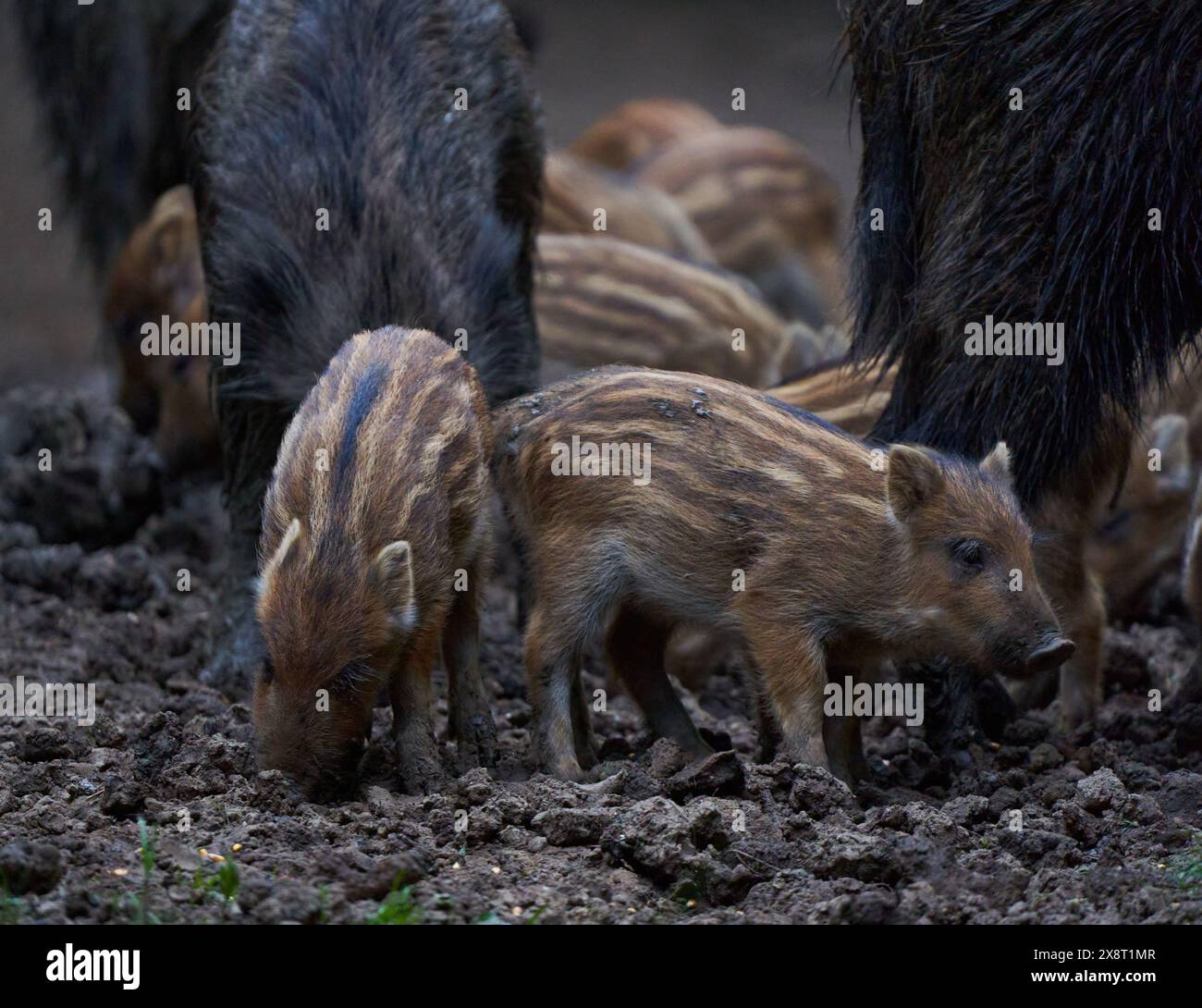A herd of wild hogs (feral pigs) rooting in the forest for food Stock ...