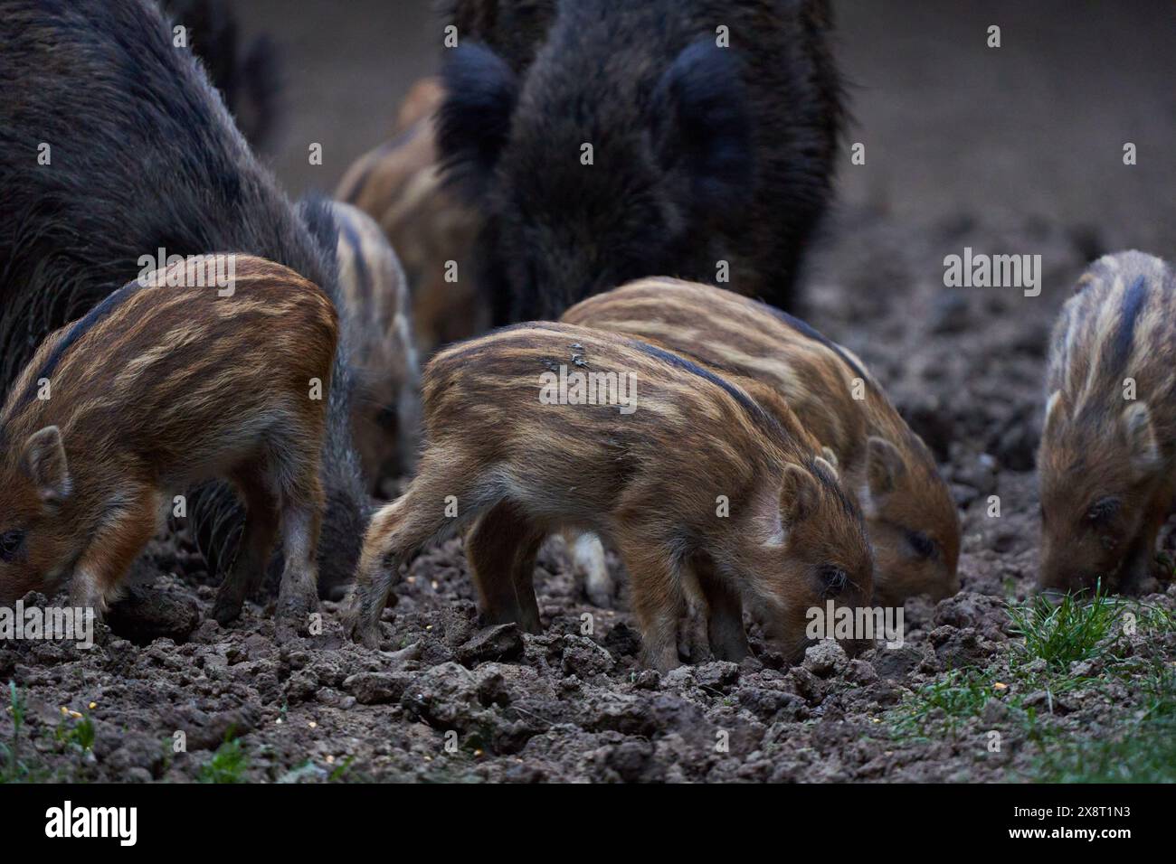 A herd of wild hogs (feral pigs) rooting in the forest for food Stock ...