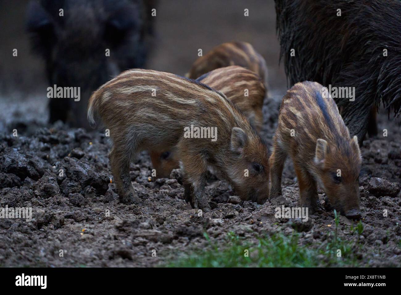 A herd of wild hogs (feral pigs) rooting in the forest for food Stock ...