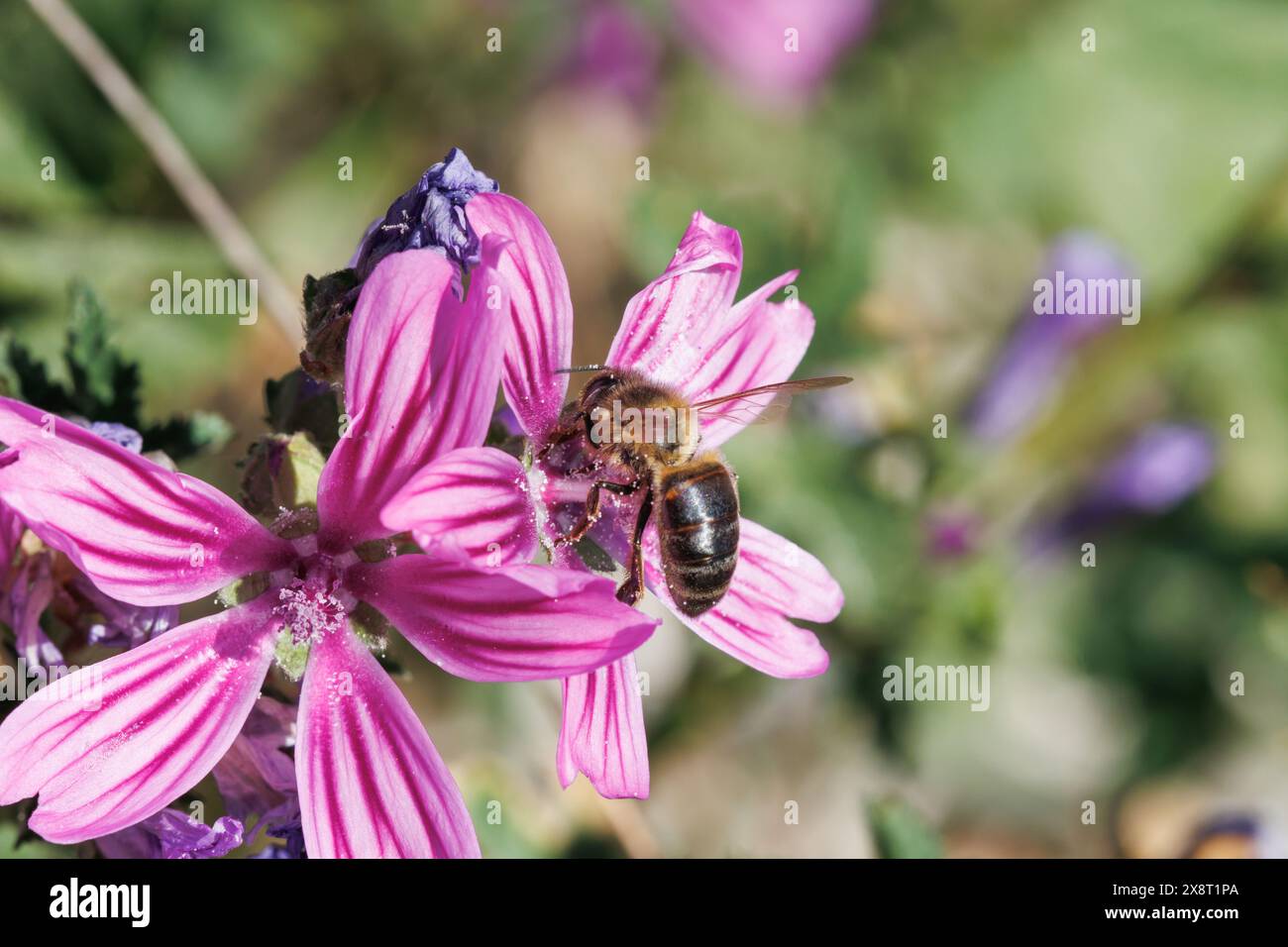 Apis mellifera bee on Malva sylvestris flower, plant used in herbal ...