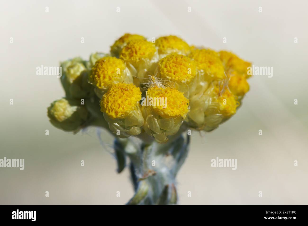 Everlasting flower helichrysum stoechas hi-res stock photography and ...