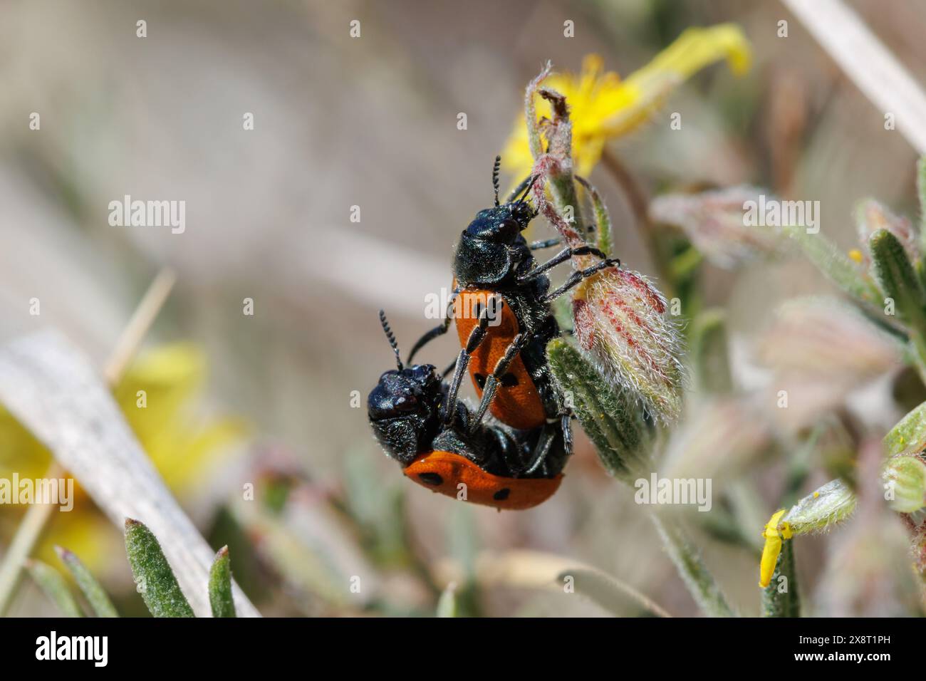 Garden fauna hi-res stock photography and images - Alamy