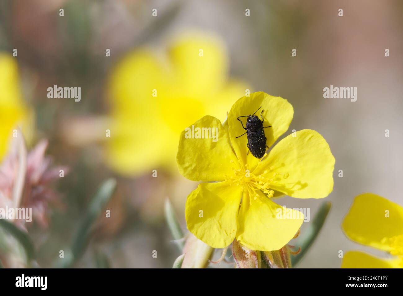Creeping jarilla hi-res stock photography and images - Alamy