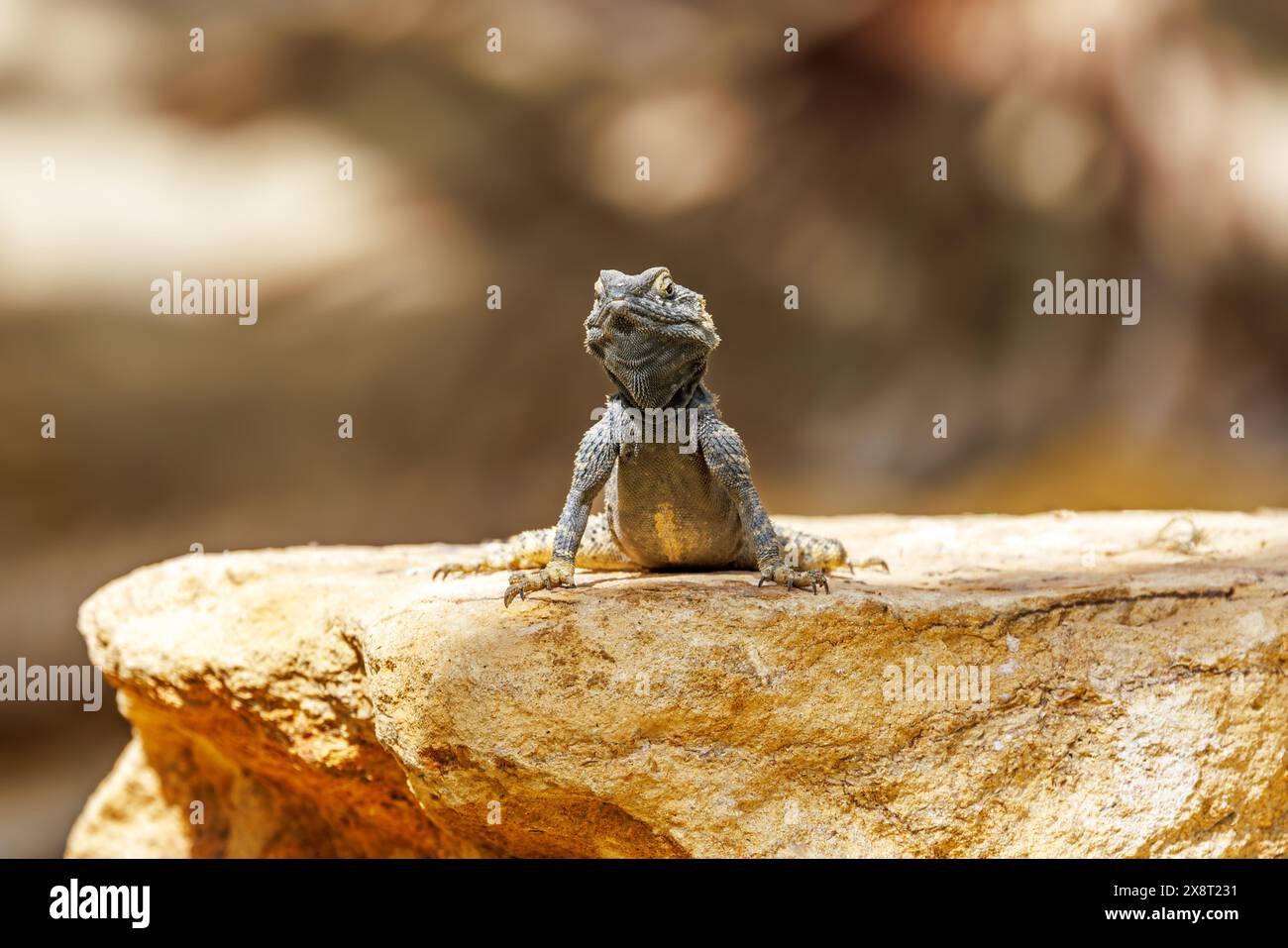 A starred agama lizard, stellagama stellio, on a rock. Also known as ...