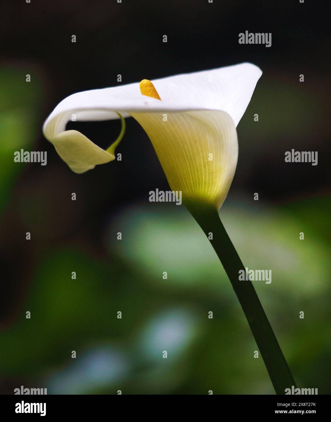 Perfect White Calla Lily, Close Up of Beautiful White Flower in Full ...
