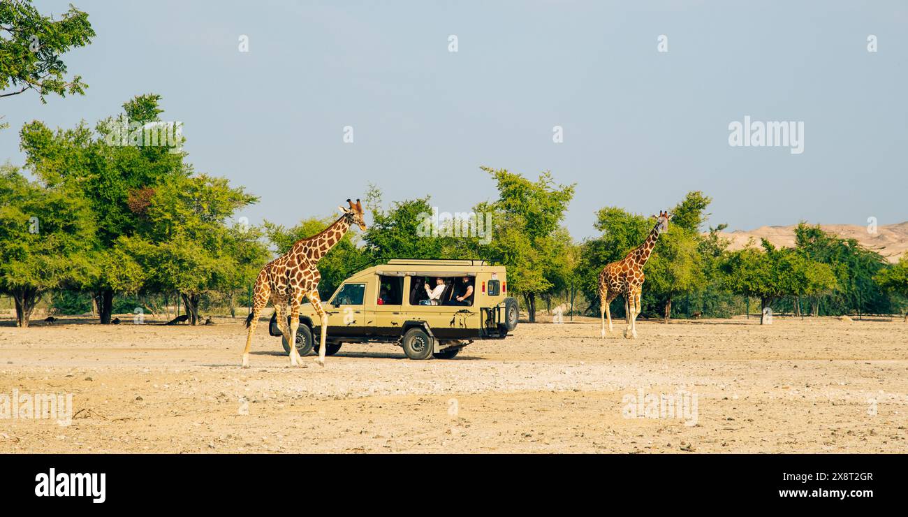 Sir Bani Yas, UAE - 5 January 2024: Tourists in a safari vehicle ...