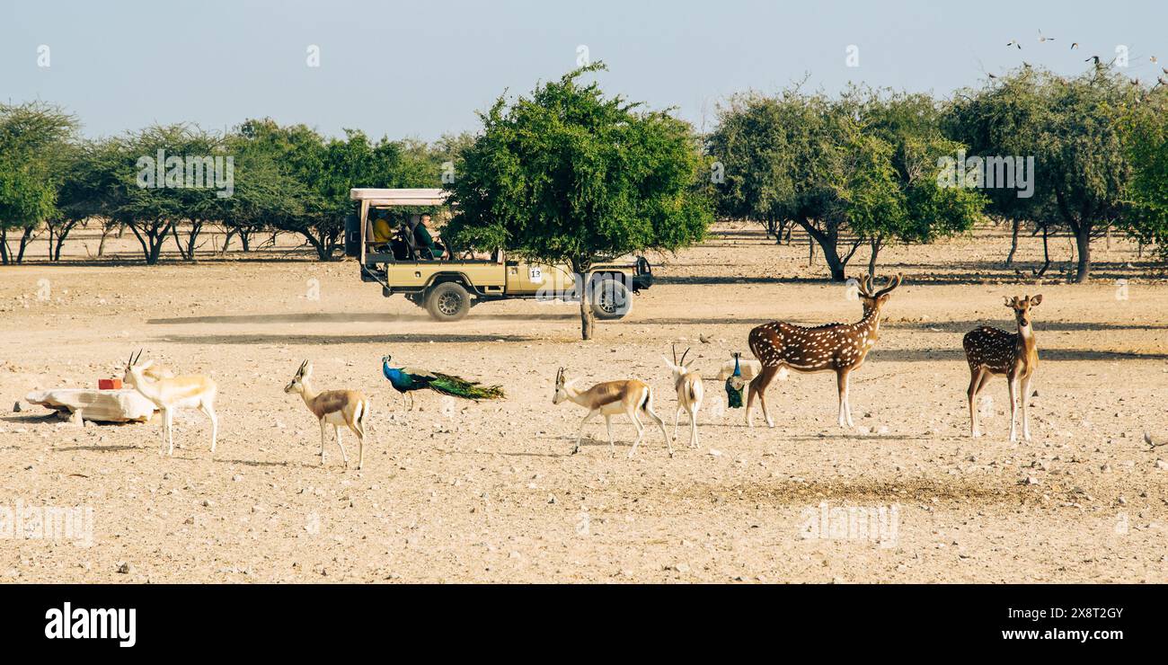 Peacock sir bani yas hi-res stock photography and images - Alamy