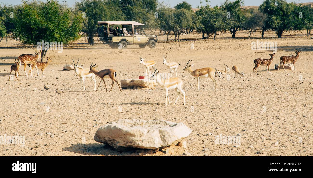 Sir Bani Yas, UAE - 5 January 2024: Antelopes graze under the warm sun ...