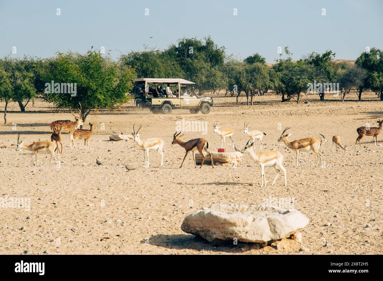 Sir Bani Yas, UAE - 5 January 2024: Gazelles graze peacefully in the ...