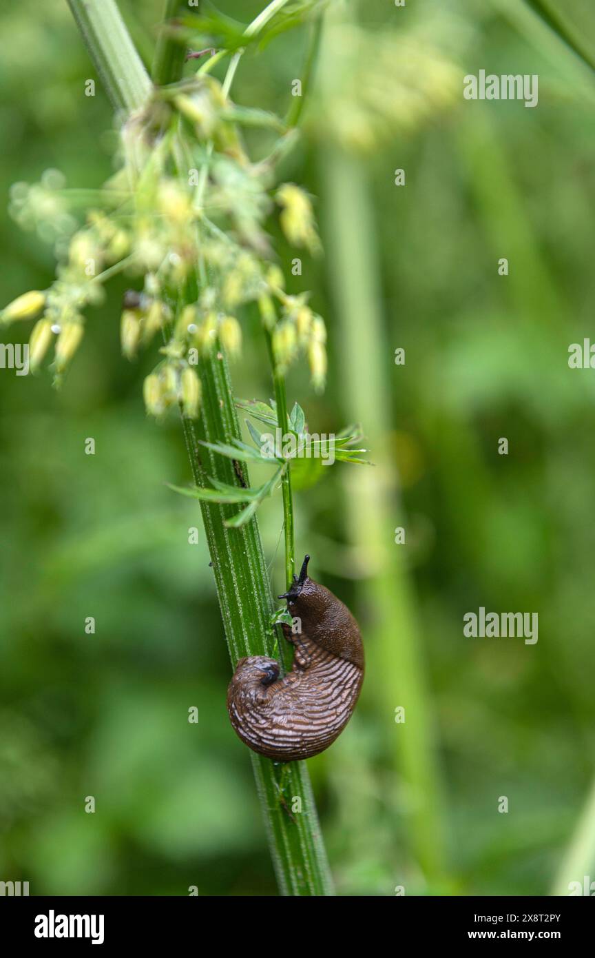 Groningen The Netherlands May 27th 2024 Slugs devour an umbel plant ...