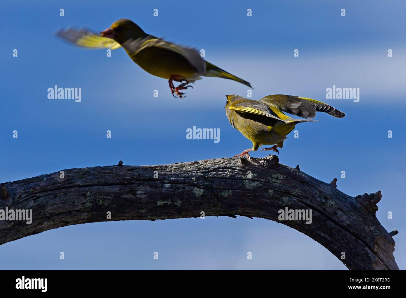 Finland, Kaamanen, Carduelis chloris, Greenfinch Stock Photo - Alamy