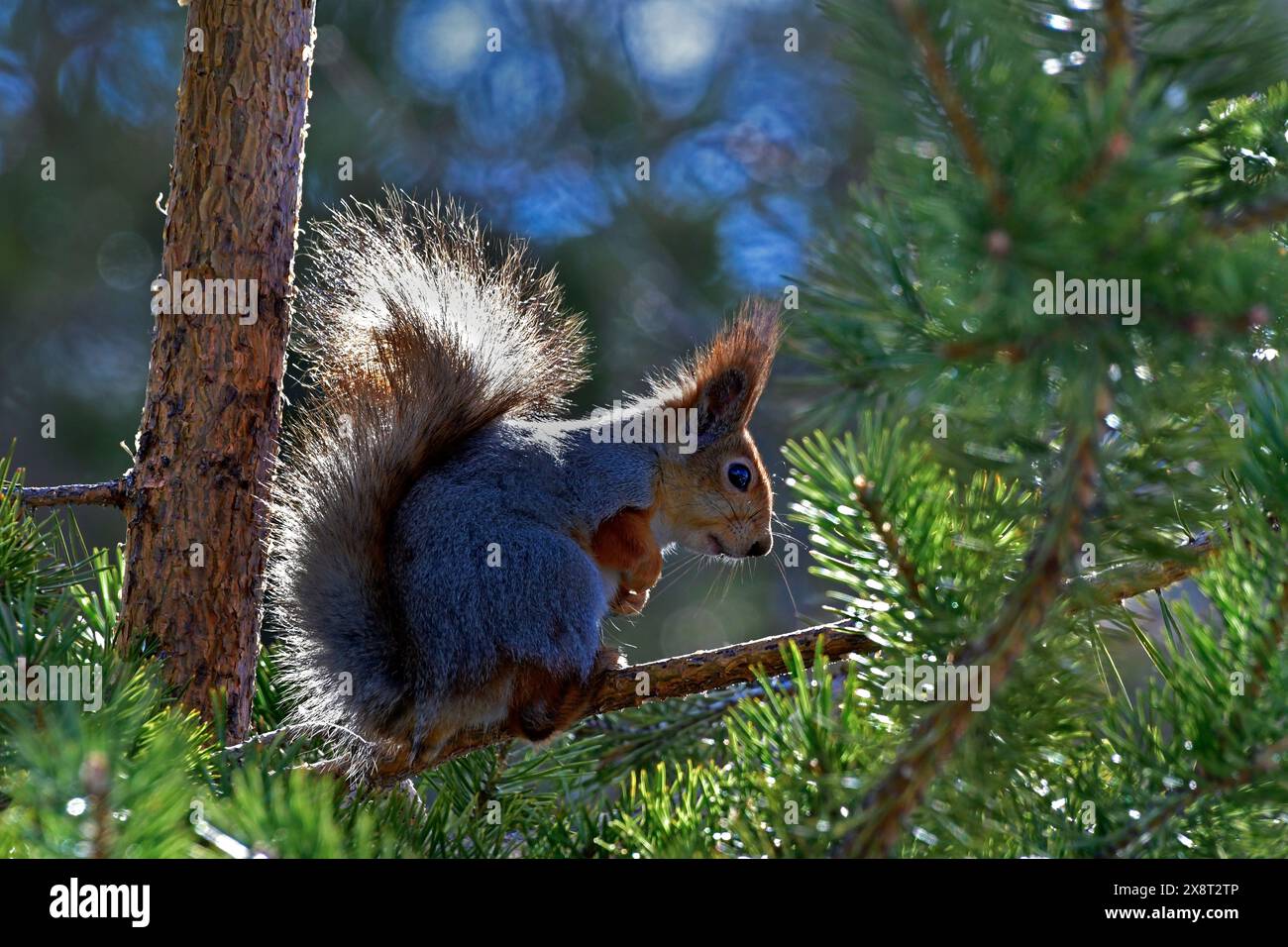 Finland, Kaamanen, Sciurus vulgaris, Red Squirrel Stock Photo - Alamy
