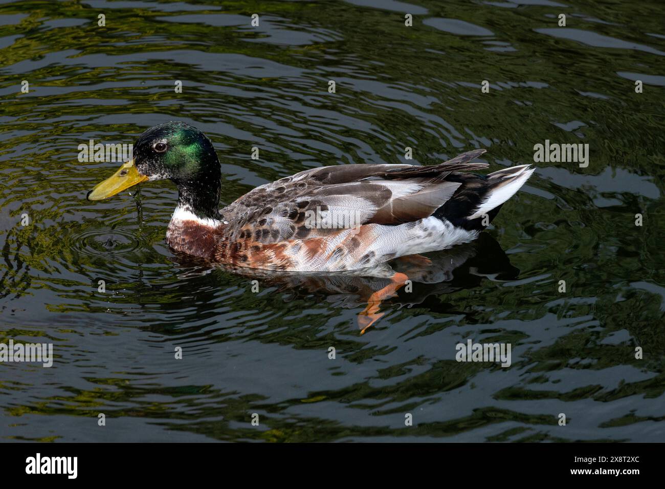 Groningen The Netherlands May 27th 2024 Mallard duck Anas platyrhynchos ...