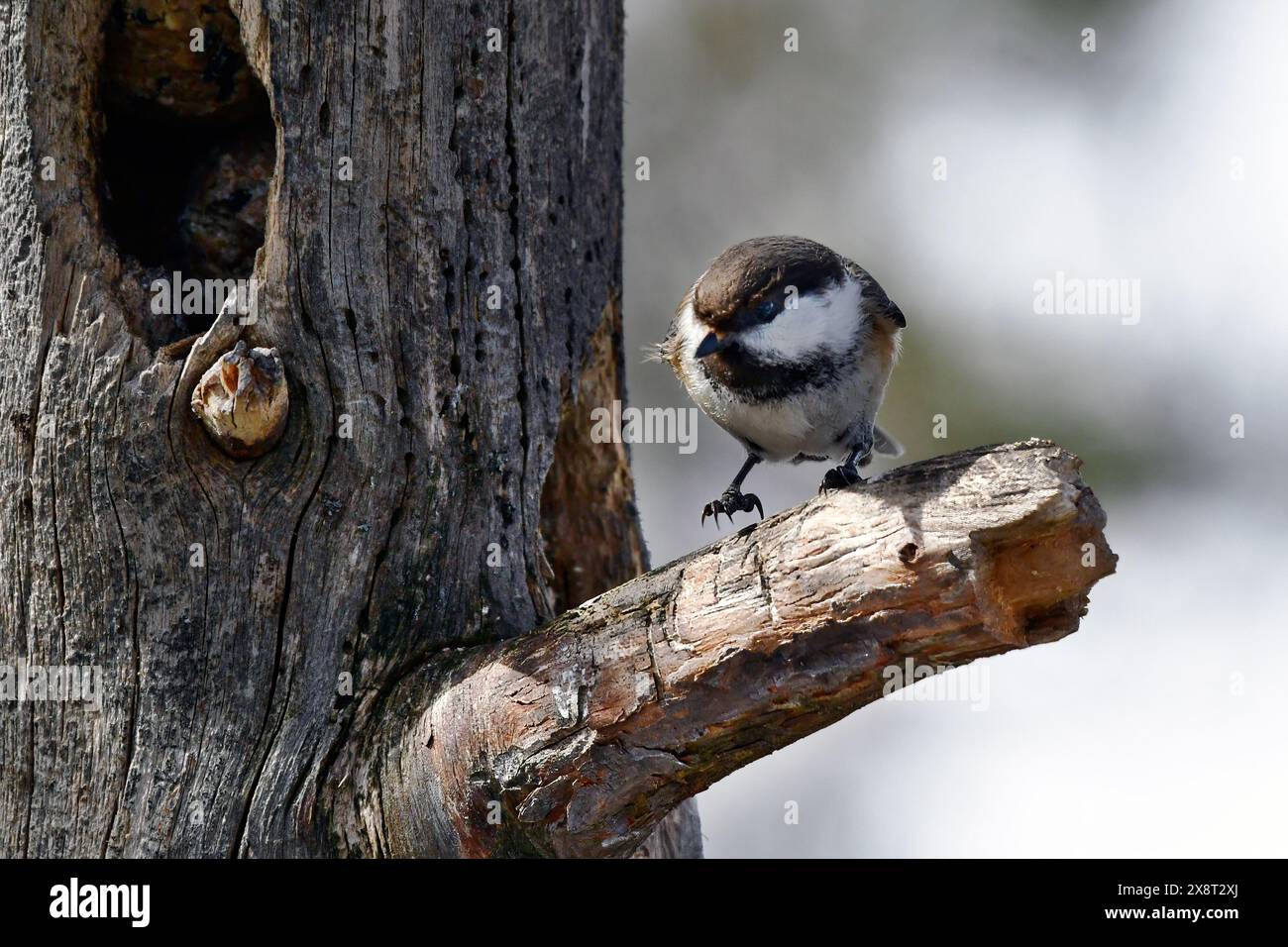Finland, Kaamanen, Poecile cinctus, Gray-headed Chickadee Stock Photo ...