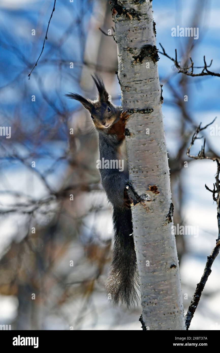 Finland, Kaamanen, Sciurus vulgaris, Red Squirrel Stock Photo - Alamy