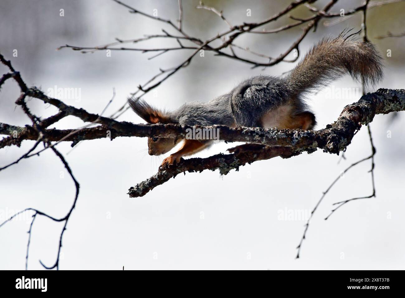 Finland, Kaamanen, Sciurus vulgaris, Red Squirrel Stock Photo - Alamy