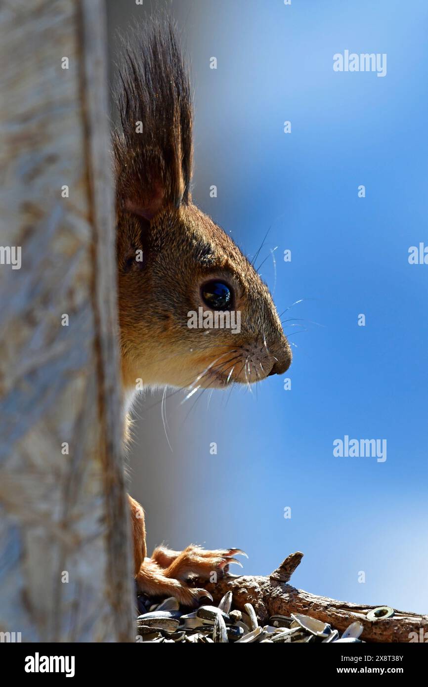 Squirrels of finland hi-res stock photography and images - Alamy