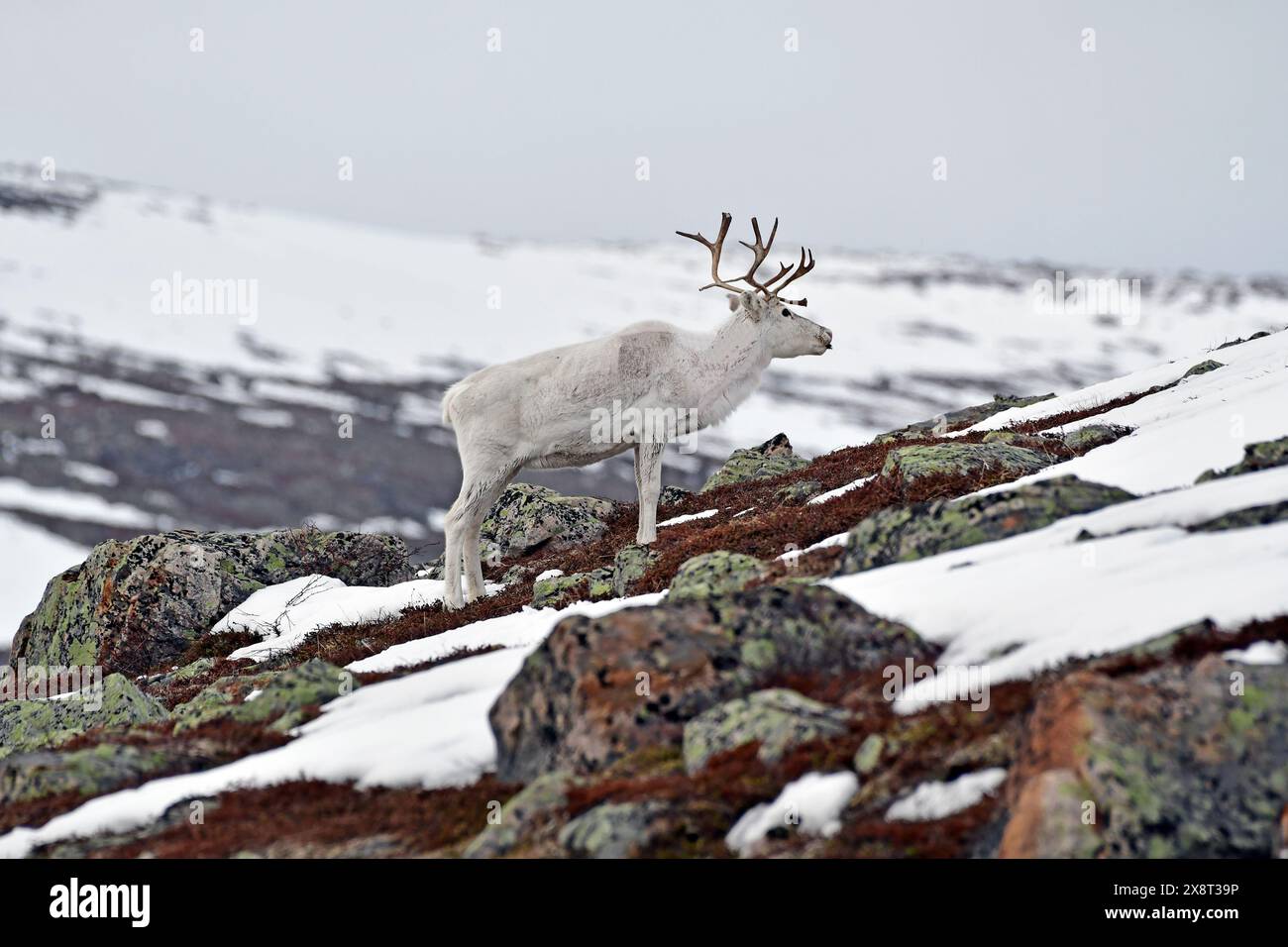 Varanger norway hi-res stock photography and images - Alamy