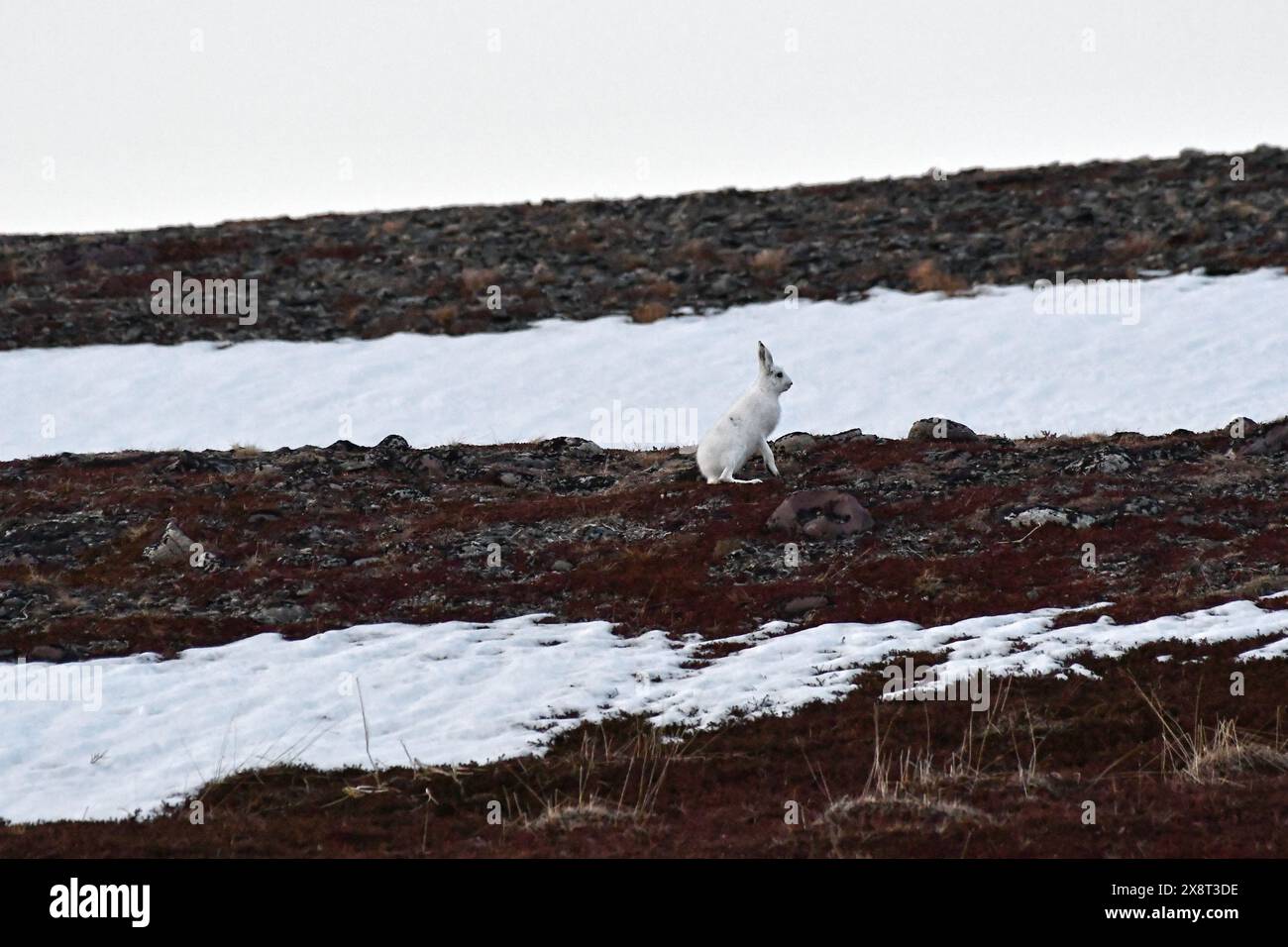 Norway, Varanger, Lepus timidus, Mountain Hare Stock Photo - Alamy