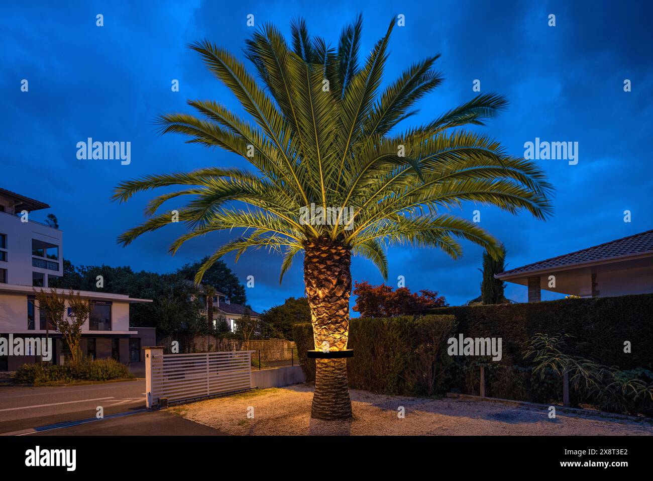 Palm tree (Phoenix canariensis) illuminated by a circular lighting ...