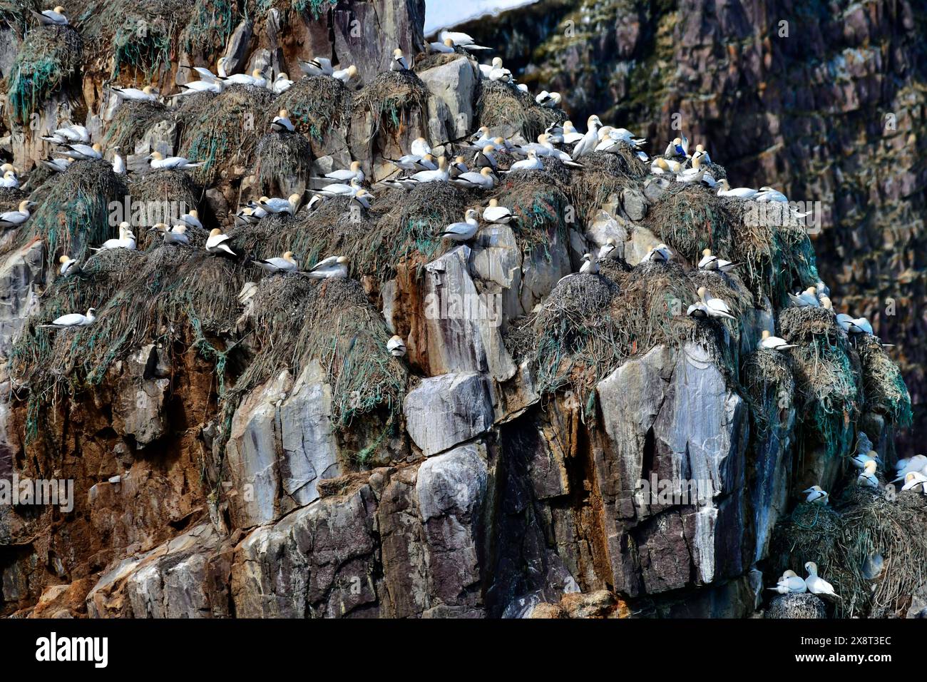 Norway, Varanger, Makkaurhalvoya natural reserve, Sula bassana, Gannets ...