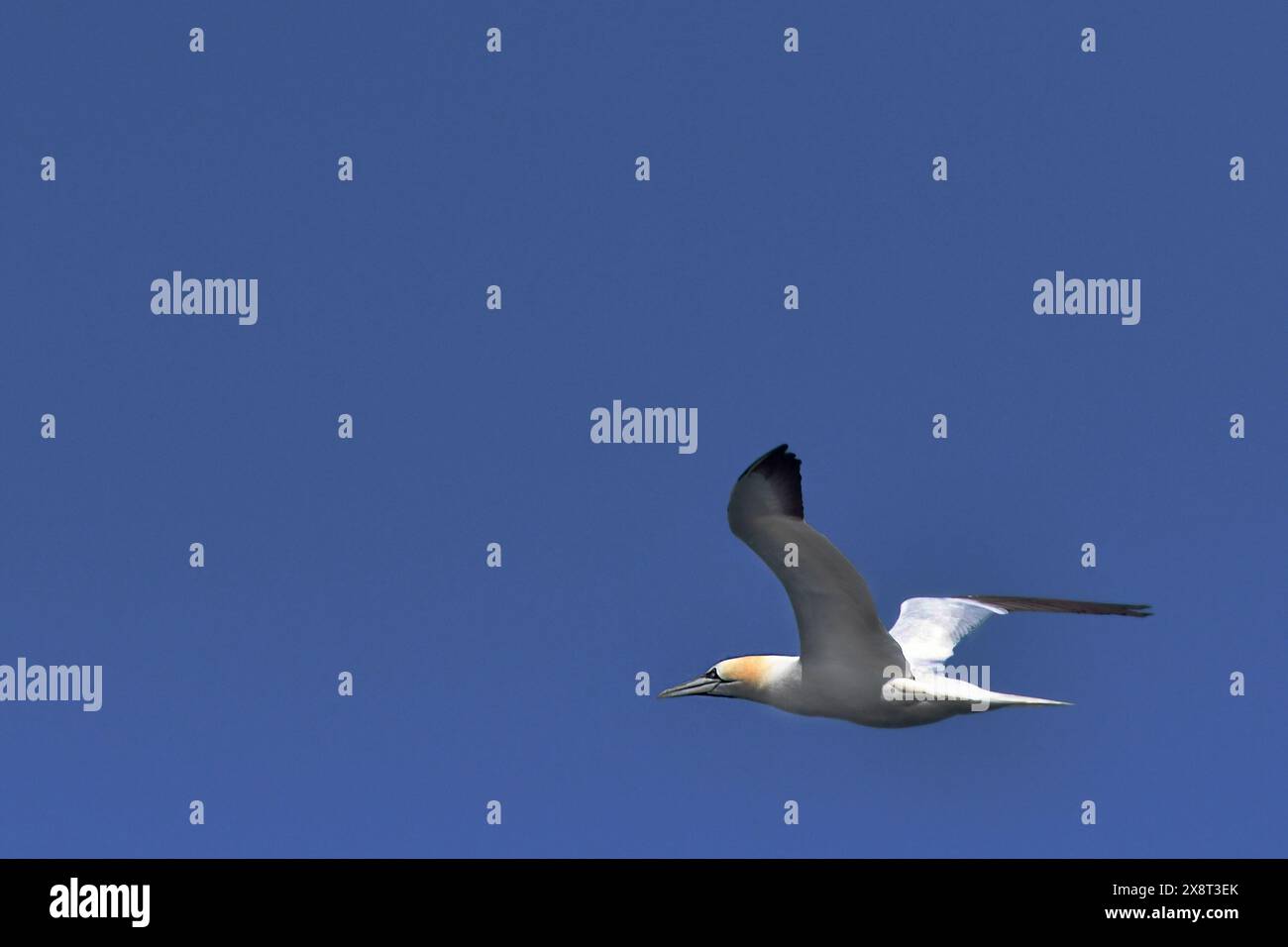 Norway, Varanger, Makkaurhalvoya natural reserve, Sula bassana, Gannet ...