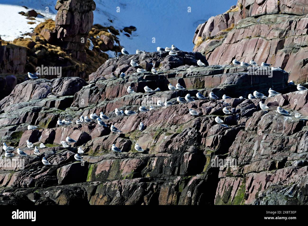 Norway, Varanger, Makkaurhalvoya natural reserve, Gulls Stock Photo - Alamy