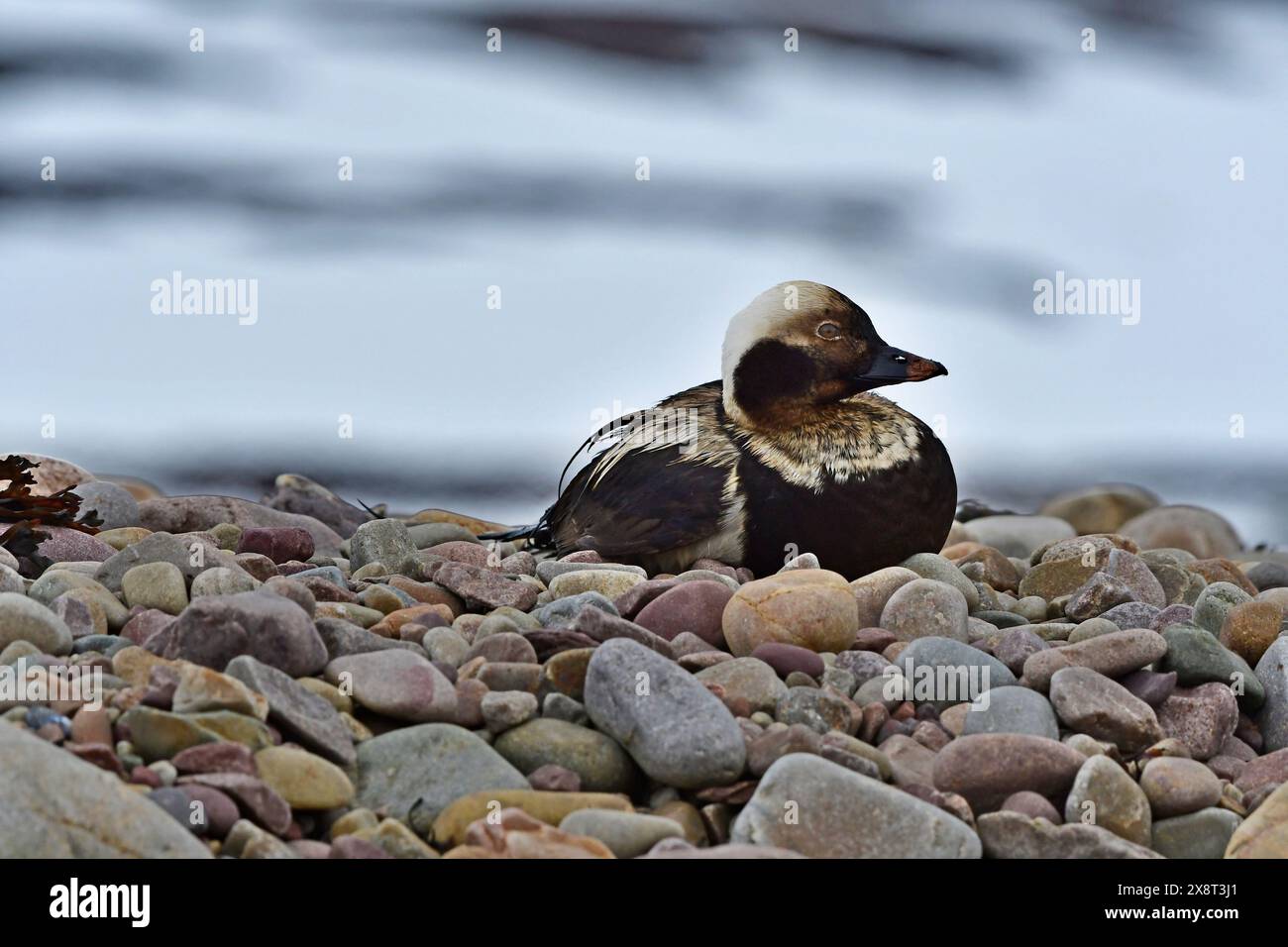 Norway, Varanger, Clangula hyemalis, Long-tailed Duck Stock Photo - Alamy