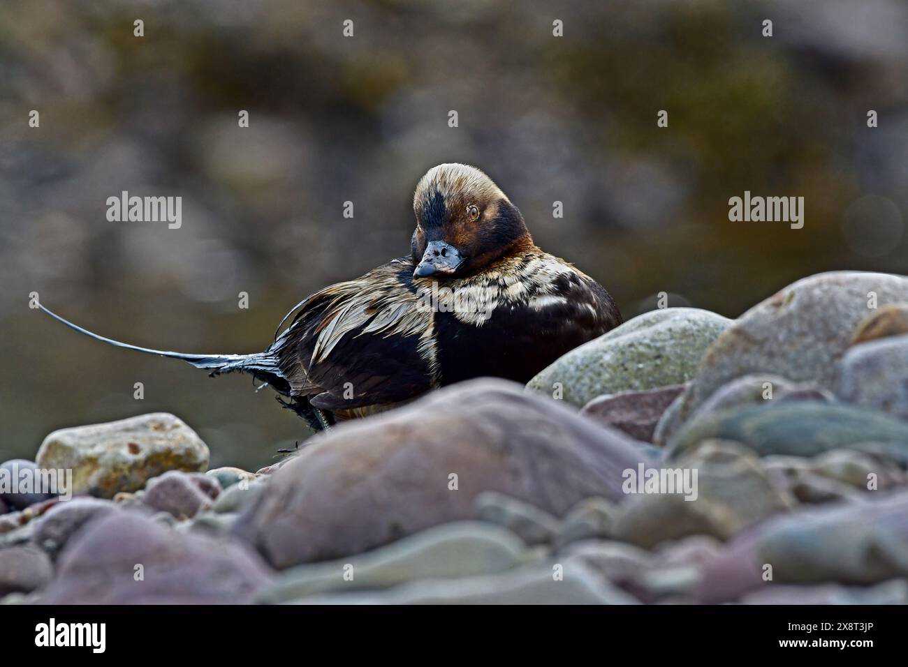 Norway, Varanger, Clangula hyemalis, Long-tailed Duck Stock Photo - Alamy