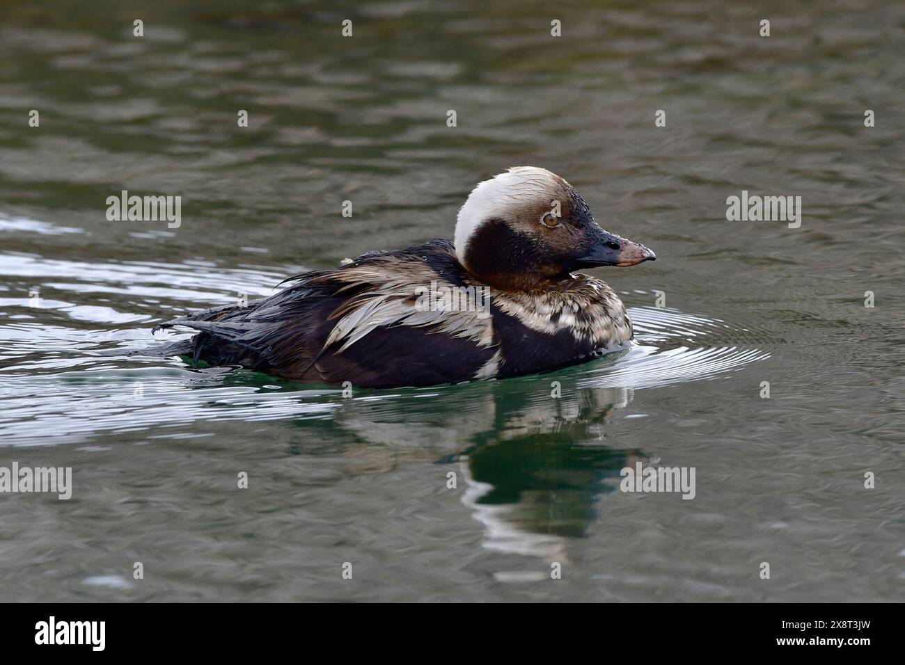 Norway, Varanger, Clangula hyemalis, Long-tailed Duck Stock Photo - Alamy