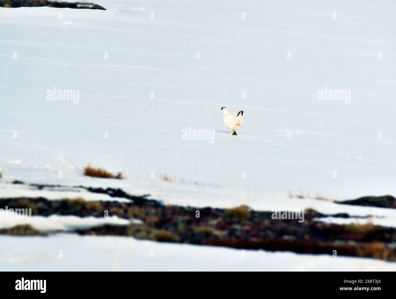 Norway, Varanger, Lagopus mutus, Rock Ptarmigan Stock Photo - Alamy